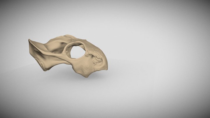 Dicynodonts 3D models - Sketchfab