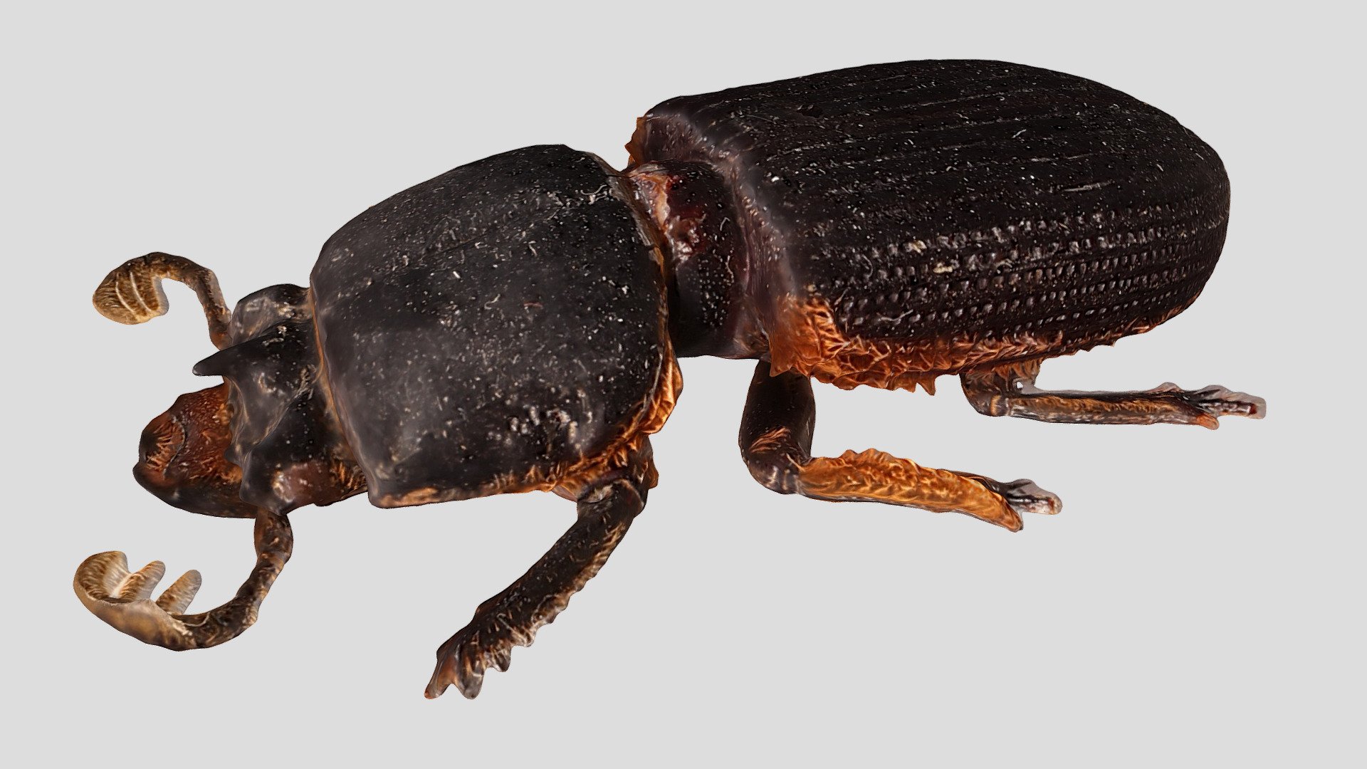 YPM ENT.620668 Coleoptera: Passalus unicornis - Download Free 3D model ...