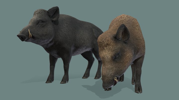 Boar 3D models - Sketchfab