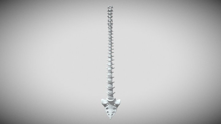 Backbone 3D models - Sketchfab