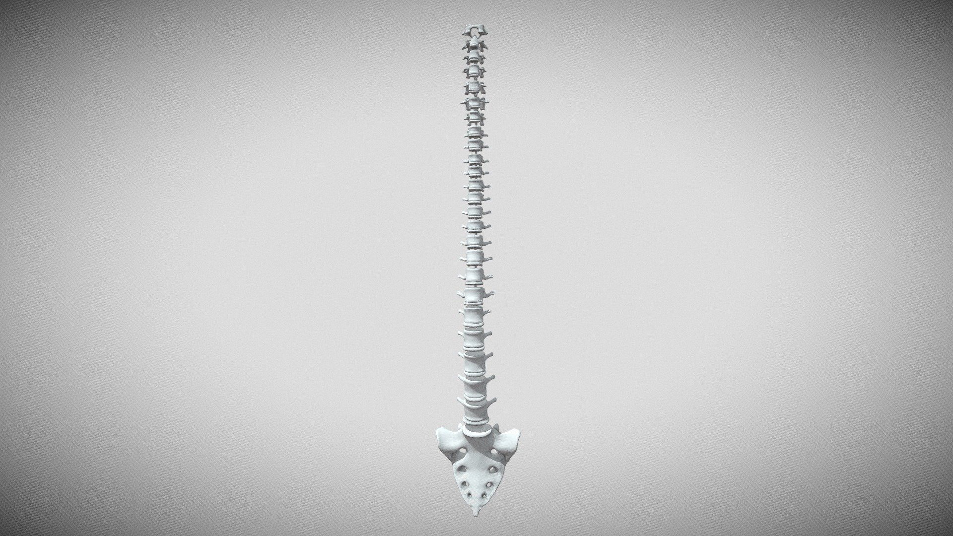 printable spine divided into vertebrae - Buy Royalty Free 3D model by ...