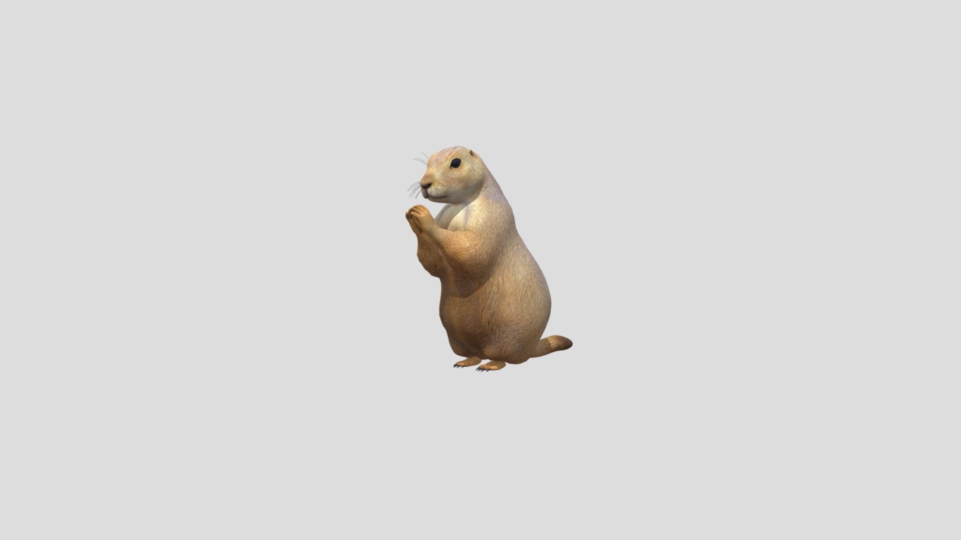 Prairie Dog - 3D model by Christian.Peralta [6e13bc5] - Sketchfab