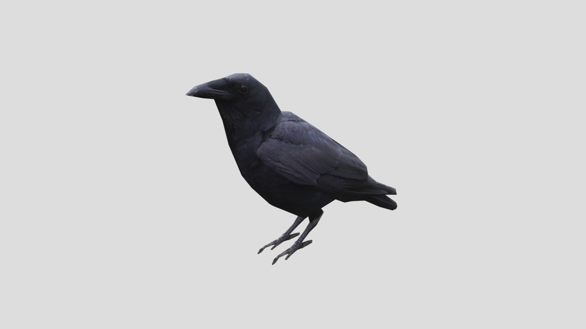 Stupid Crow - Download Free 3D model by jubilobao [6e18816] - Sketchfab