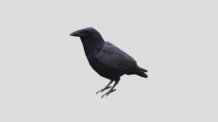 Crow 3D models - Sketchfab