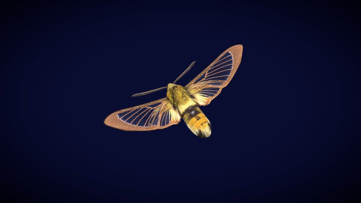Hawkmoth 3D models - Sketchfab