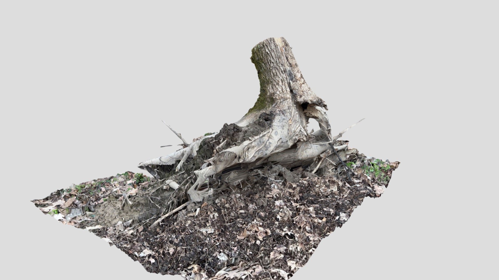 Tree stump - Download Free 3D model by ScanMe [6e24fe9] - Sketchfab