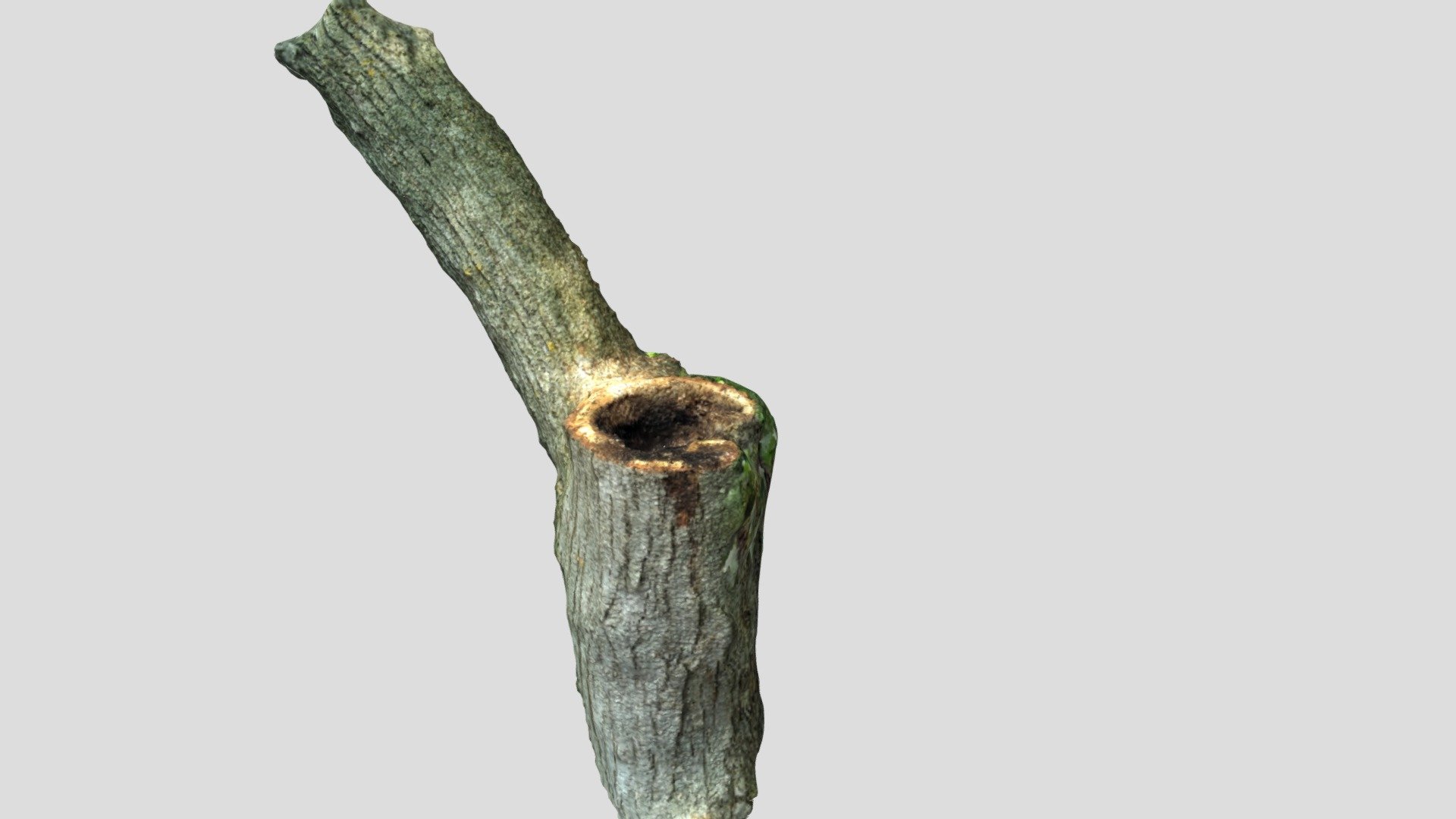 Silver Maple Defect - 3D model by Aerial Arborist Innovations ...