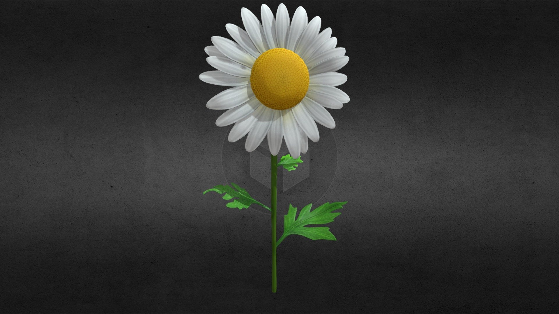 Daisy - Buy Royalty Free 3D model by greenlive [6e33286] - Sketchfab Store