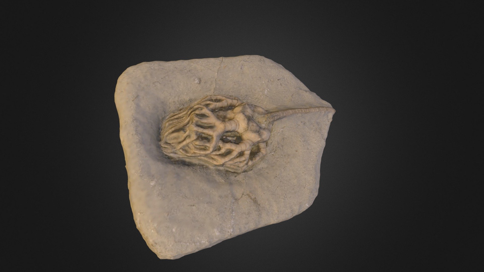 CRINOID - 3D model by 3D Fossils (@conqueror78) [6e35cc2] - Sketchfab