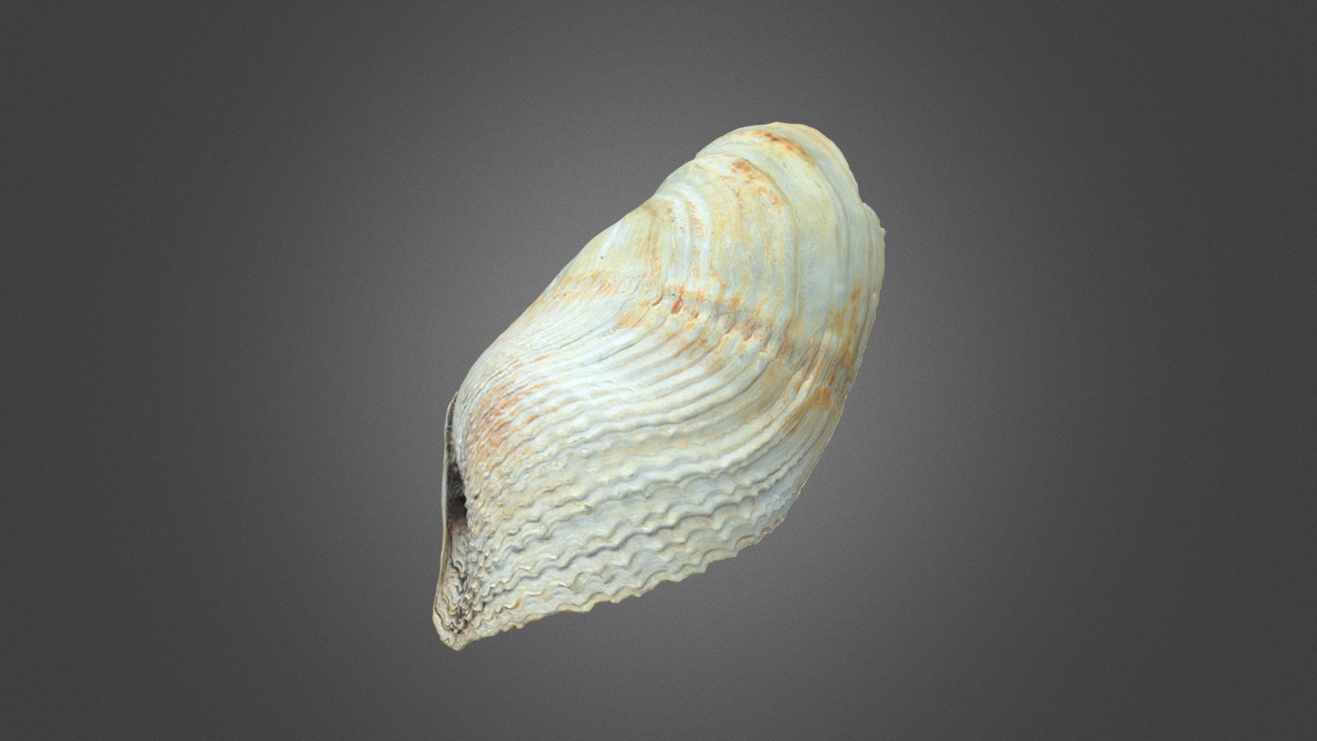 Shell 4 - 3D model by Karsten Damerau (@passion3d) [6e39600] - Sketchfab
