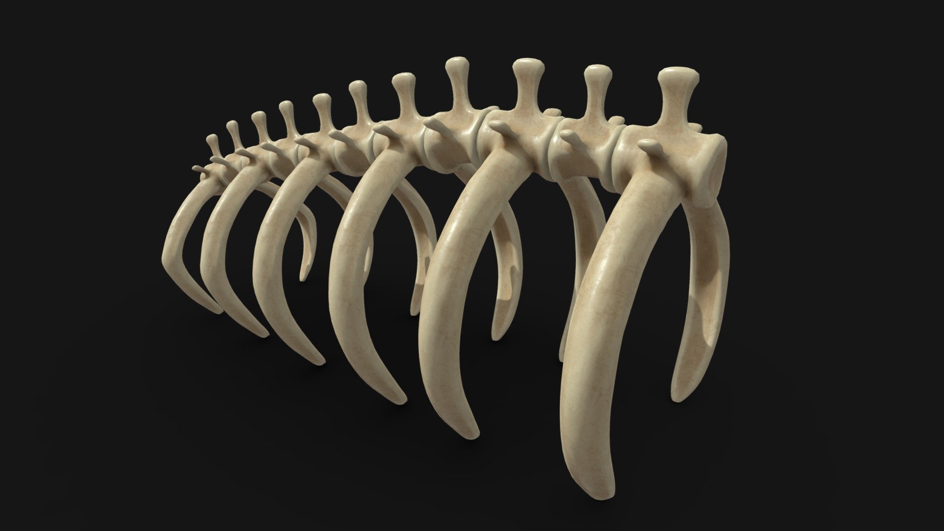 Ribcage - Buy Royalty Free 3D model by Yorus01 [6e3982f] - Sketchfab Store