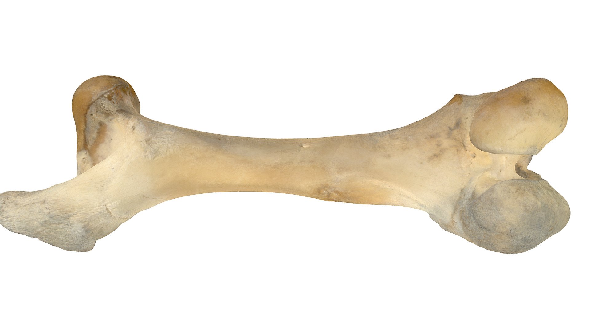 Femur Bone - Download Free 3D model by Arkify 3D (@arkify) [6e3e388 ...