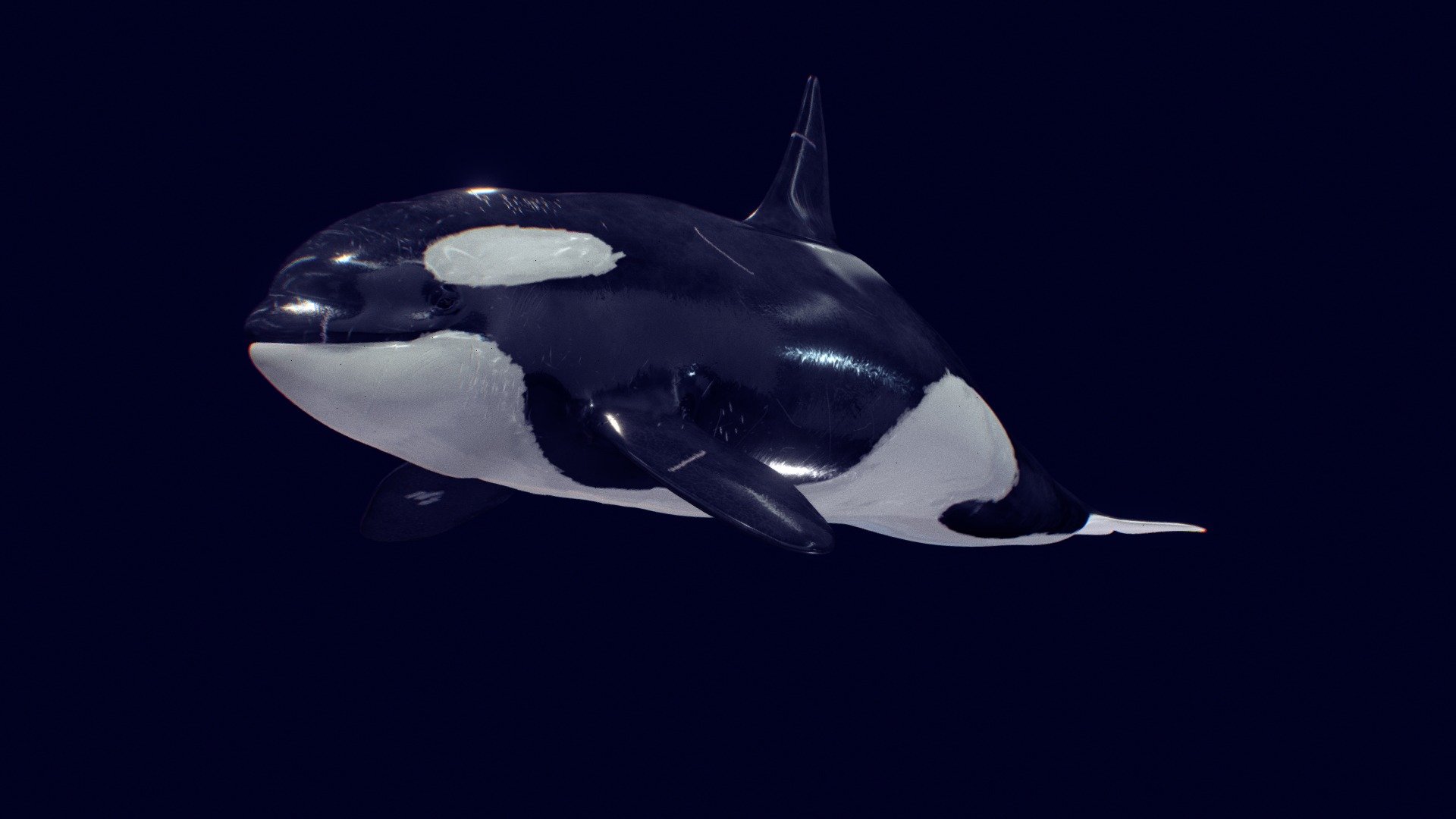 Orca - Buy Royalty Free 3D model by Zyleck [6e43955] - Sketchfab Store