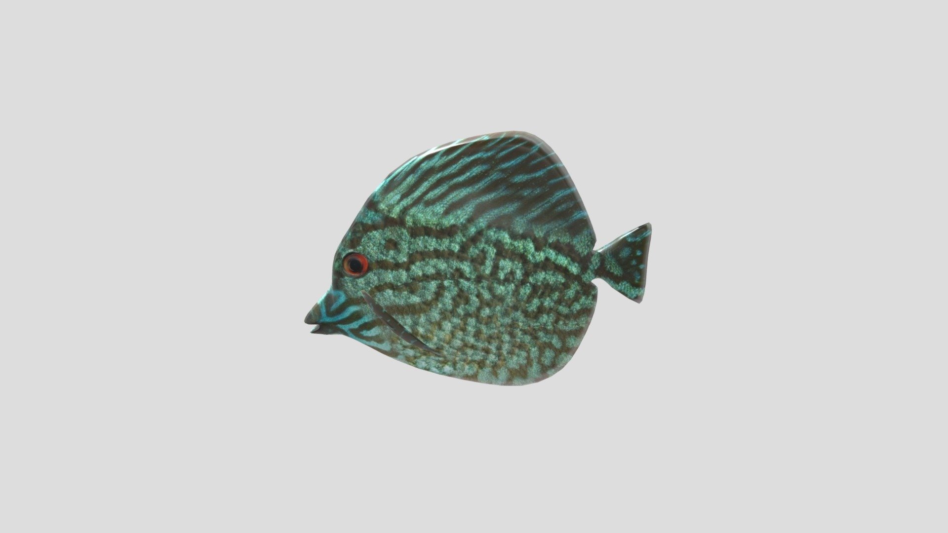 Fish - Download Free 3D model by nerdygaytor [6e4473e] - Sketchfab