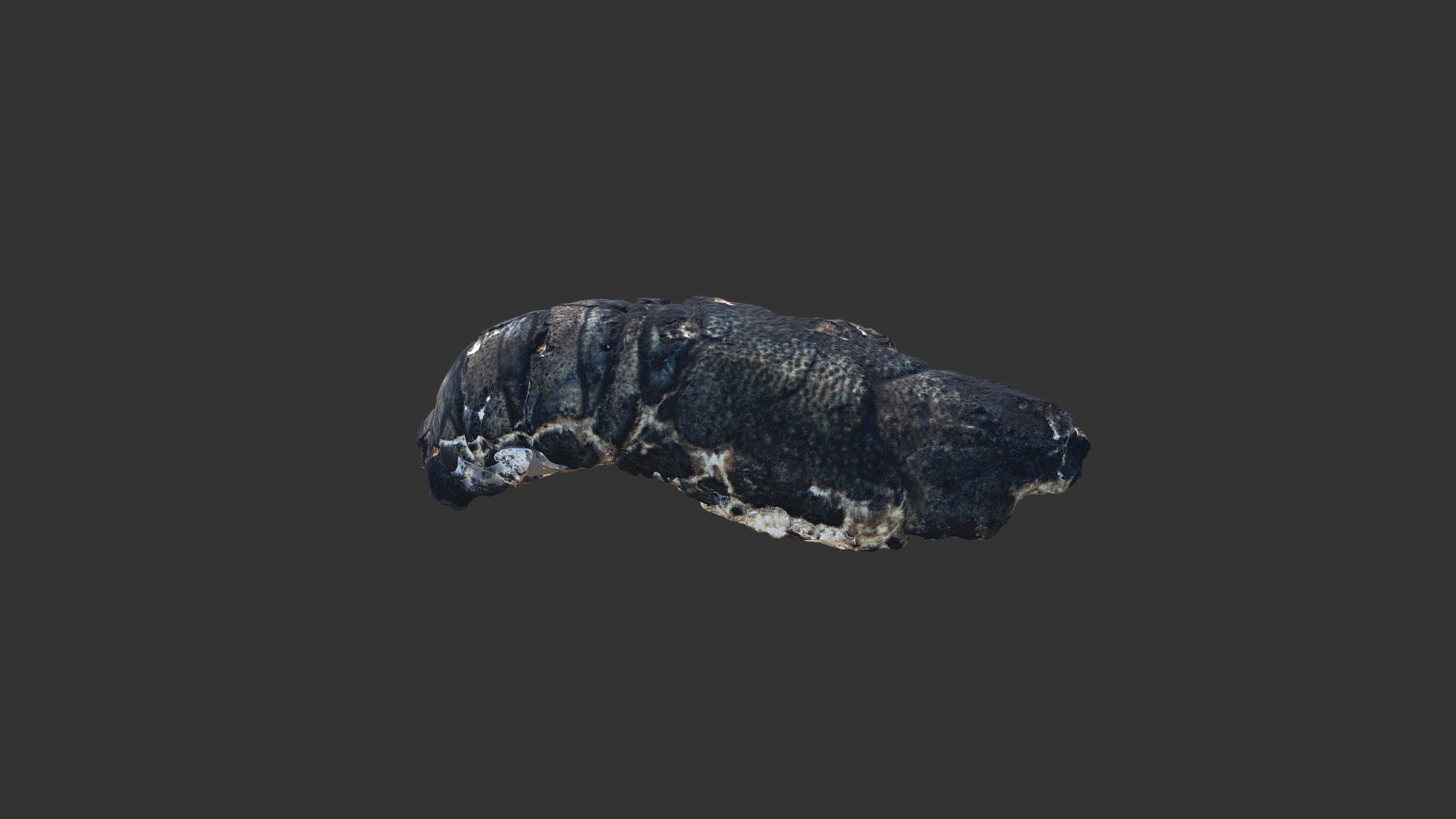 Astacodes falcifer - Download Free 3D model by Scarborough Museums and ...
