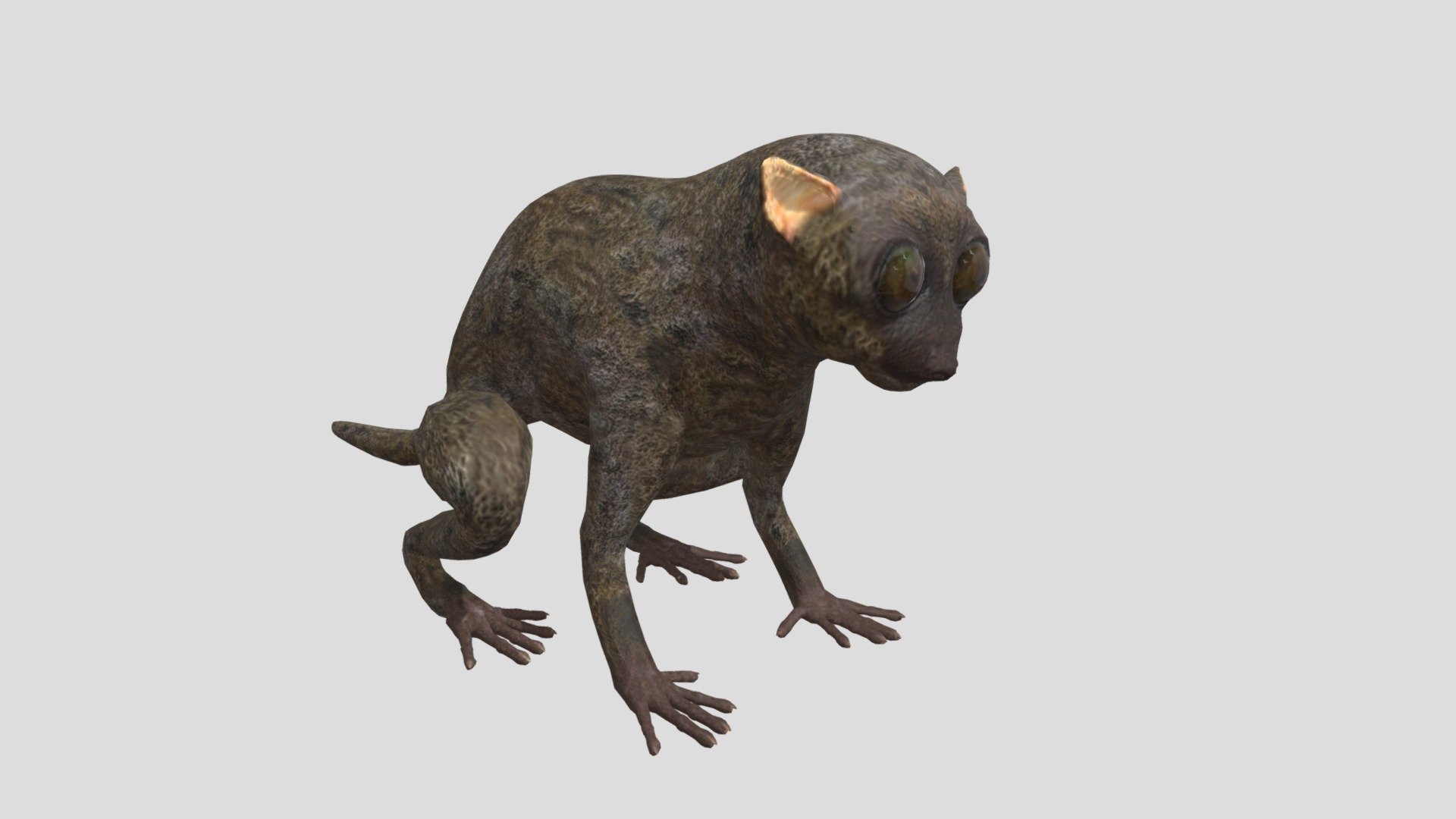 Tarsier - Buy Royalty Free 3D model by rmilushev [6e4b624] - Sketchfab ...