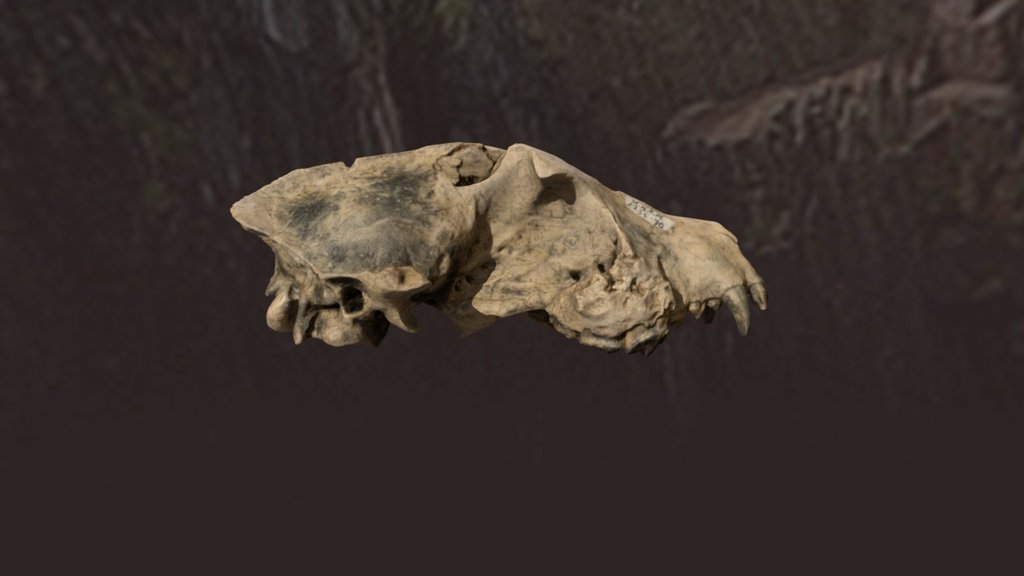 Carpocyon Skull - 3D model by Nebraska Public Media ...