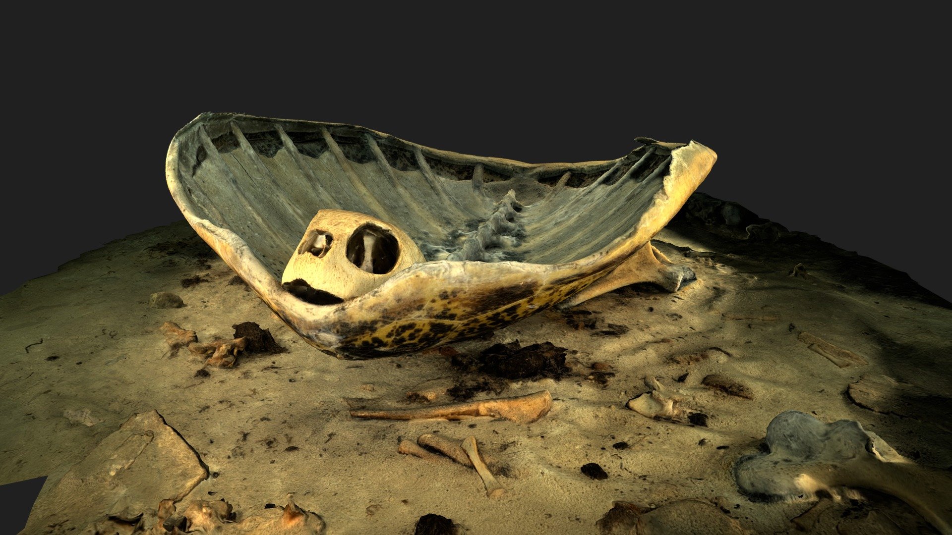 Turtle Shell - 3D model by Bottomline Projects (@maximecheminade ...