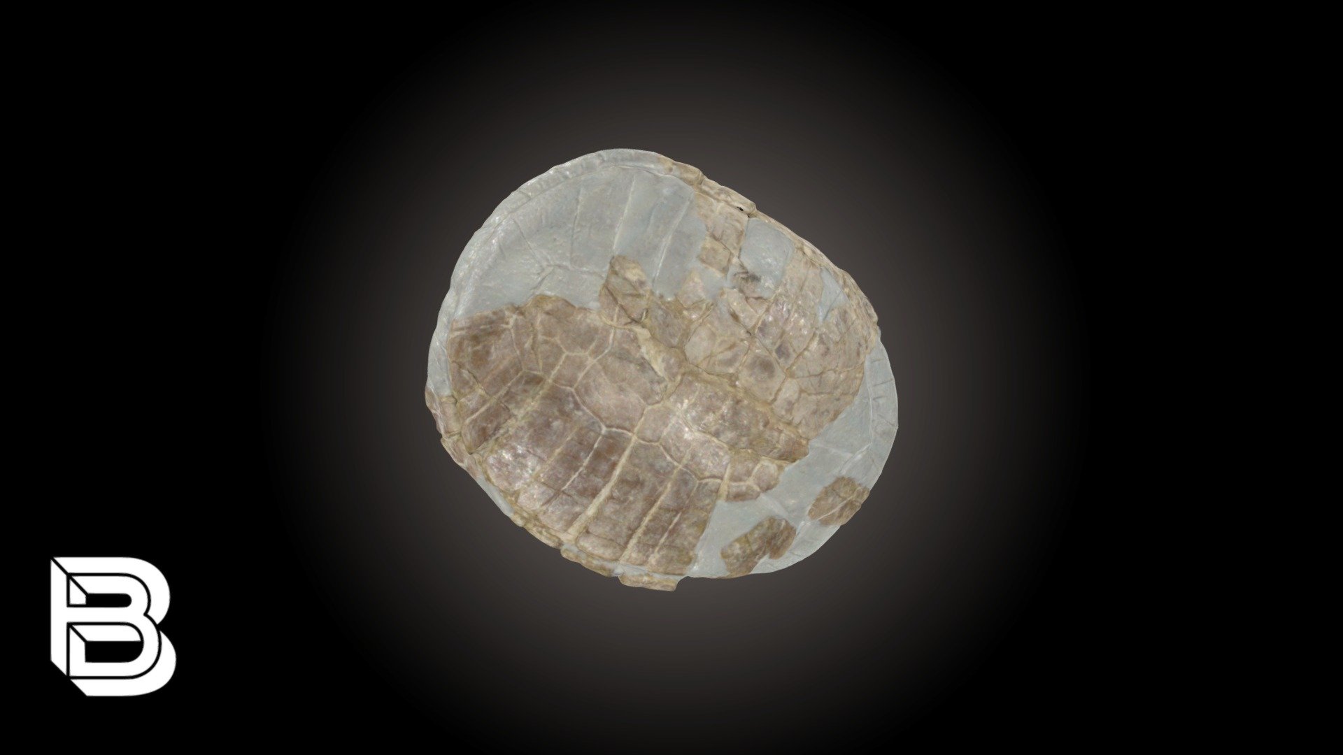 Tortoise Shell Fossil - 3D model by The Bishop Museum of Science and ...