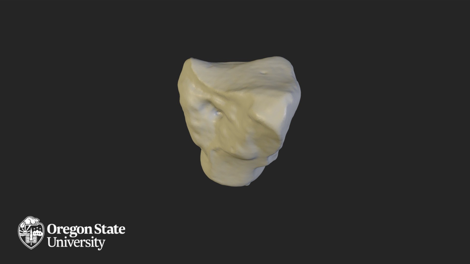 Capitate - Download Free 3D model by Oregon State University | Ecampus ...