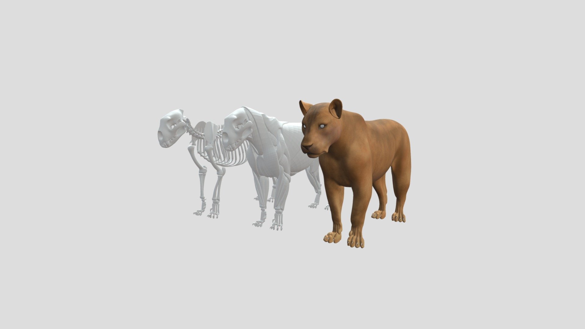 lion skeleton muscle - Download Free 3D model by IangM [6e6186b ...