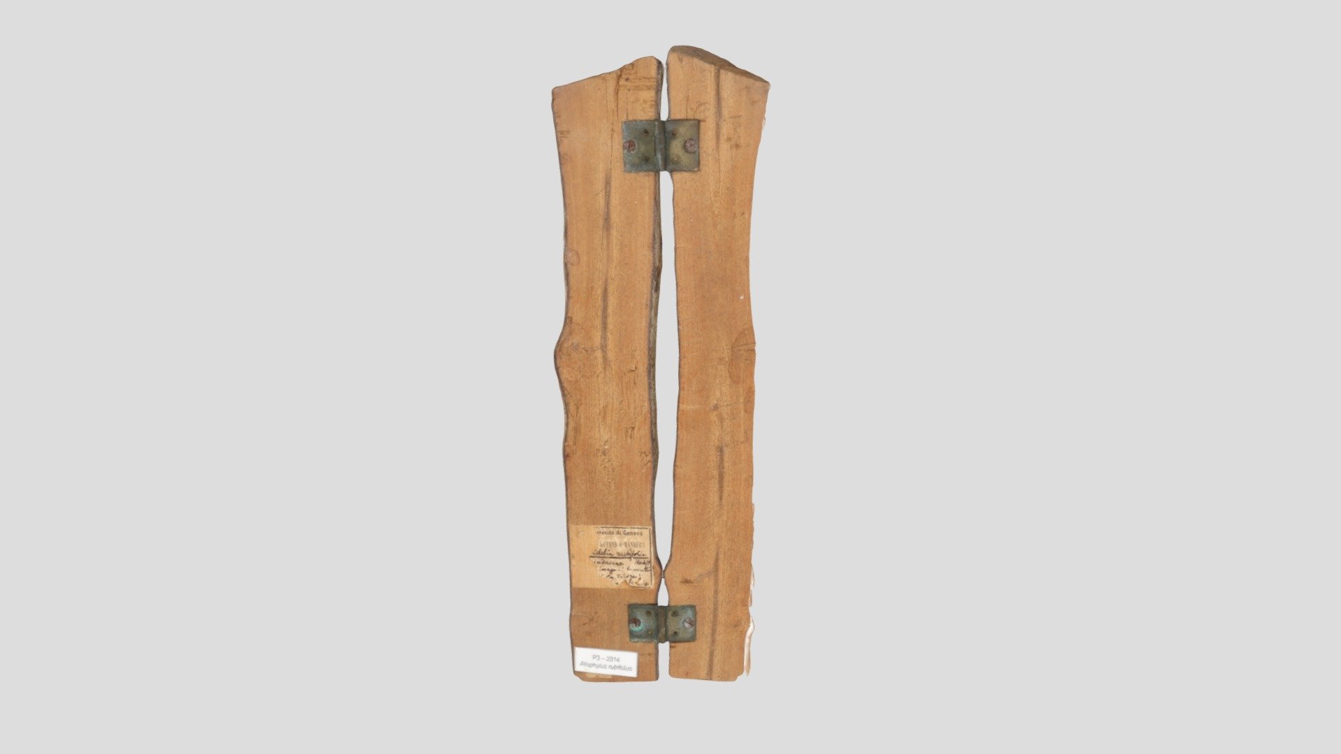 Wood Collection, Xylarium sample #6 - 3D model by SMA-UniGe [6e61921 ...