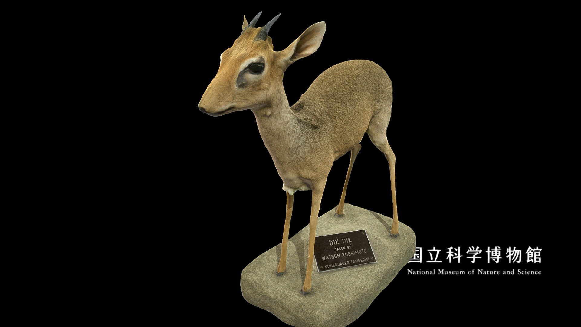 NSMT-M_32278_Kirk's_Dikdik_(Taxidemy) - 3D model by KAHAKU [6e61c89] - Sketchfab