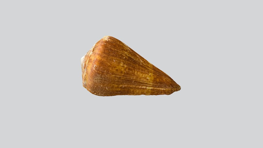 21. Conus pulcher prometheus - Download Free 3D model by TeFALab - by ...
