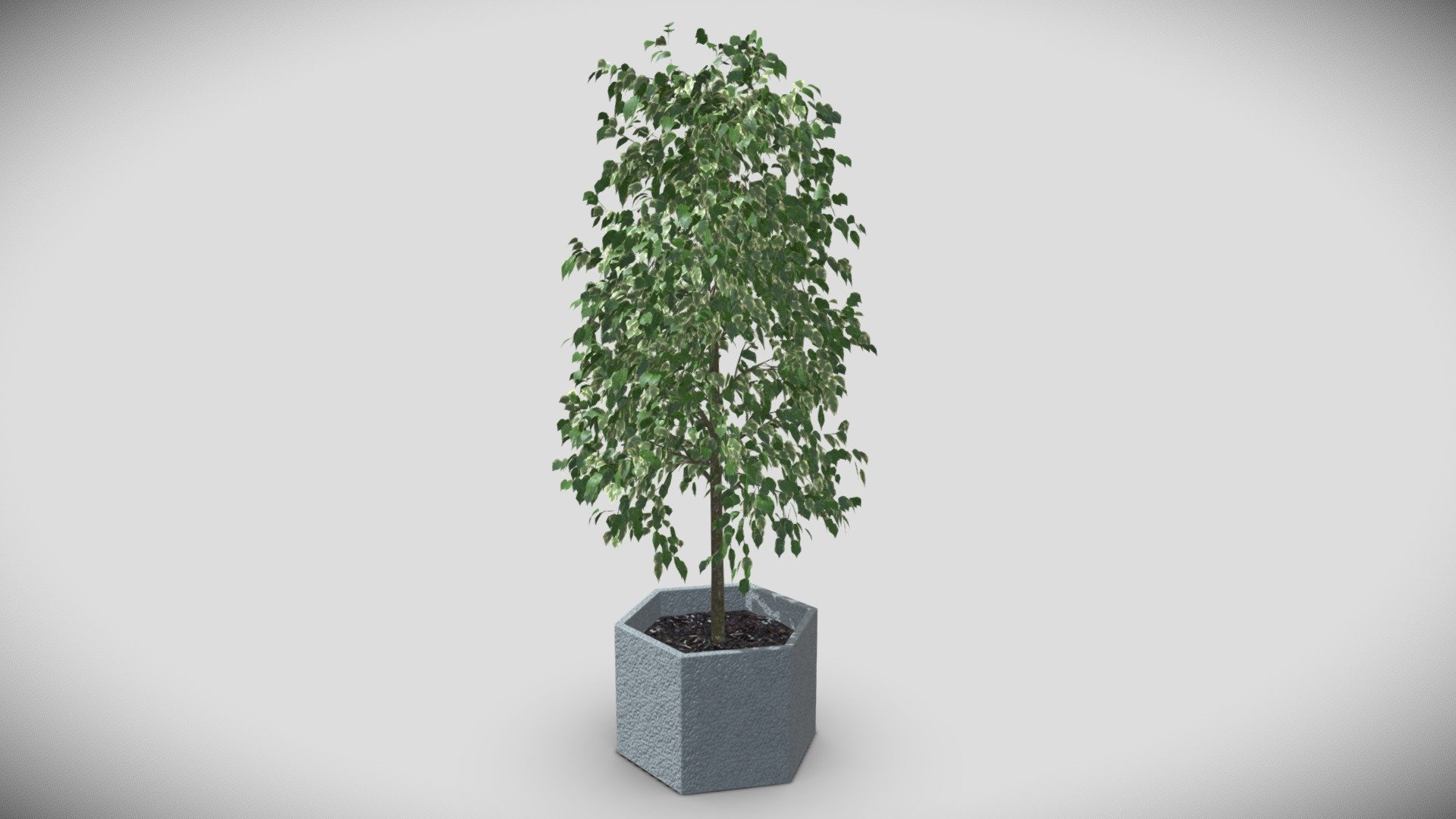 Plant - Potted tree - 3D model by danieupoars [6e63a22] - Sketchfab