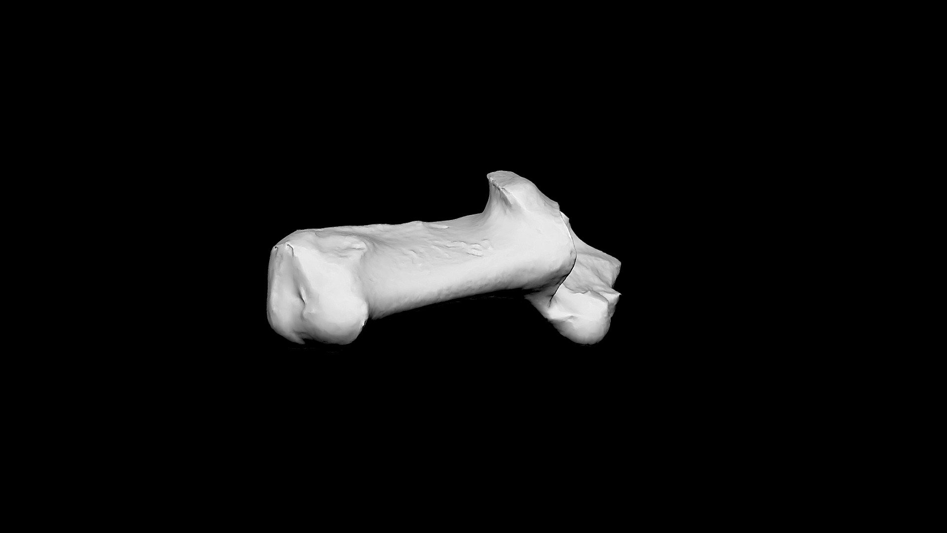 Sheep_Calcaneus - 3D model by um050 [6e67780] - Sketchfab