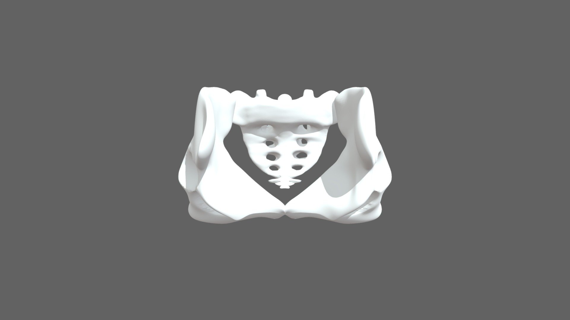Pelvis and Sacrum - Download Free 3D model by Team Skeleton Wars ...