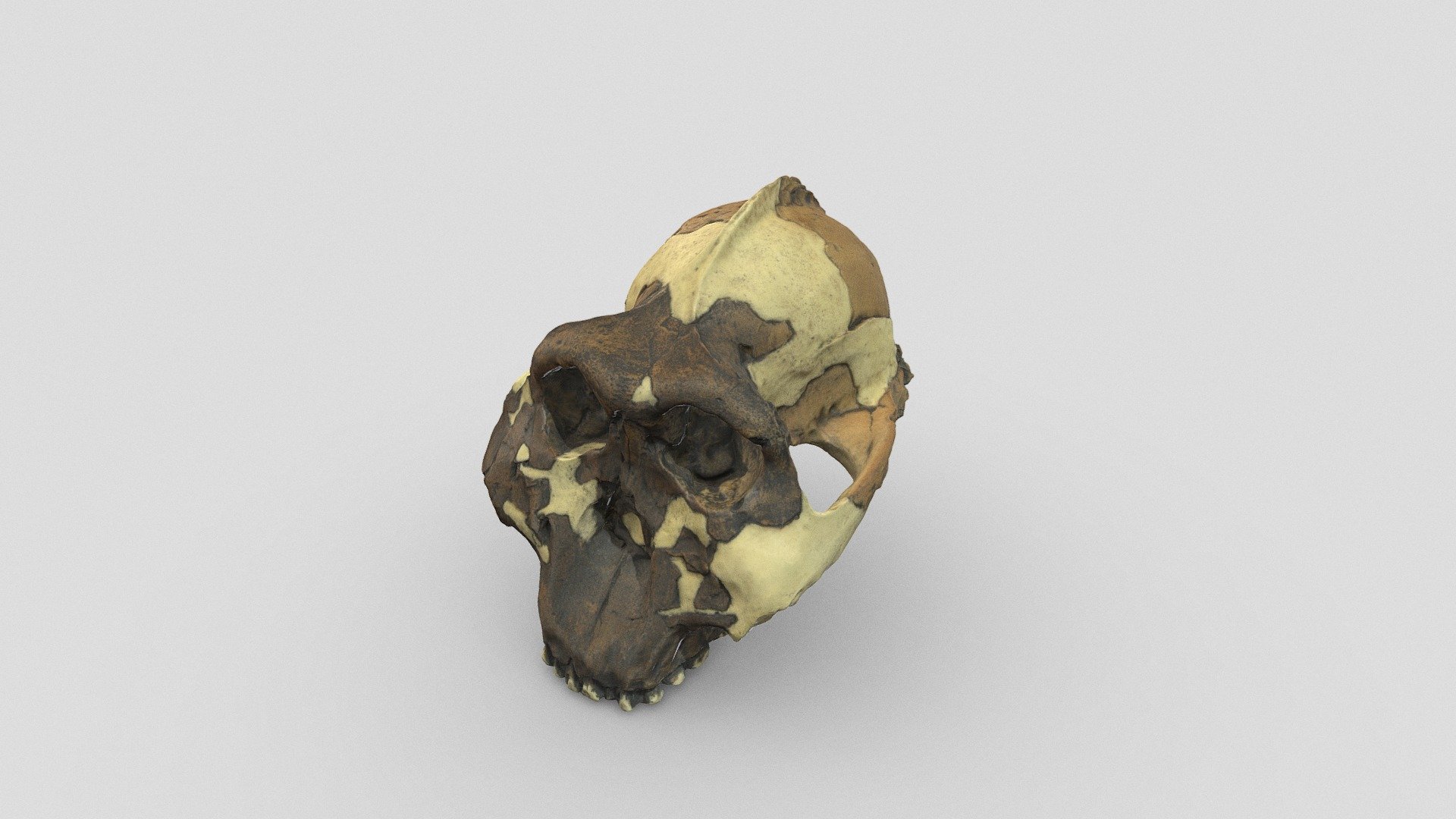 Australopithecus (Zinjanthropus) boisei [OH 5] - 3D model by Herman ...