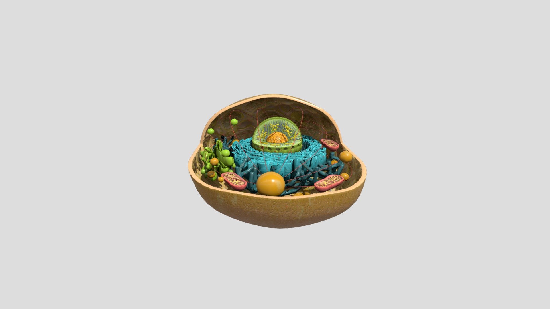 Animal Cell2 - 3D model by selimsketches [6e747be] - Sketchfab