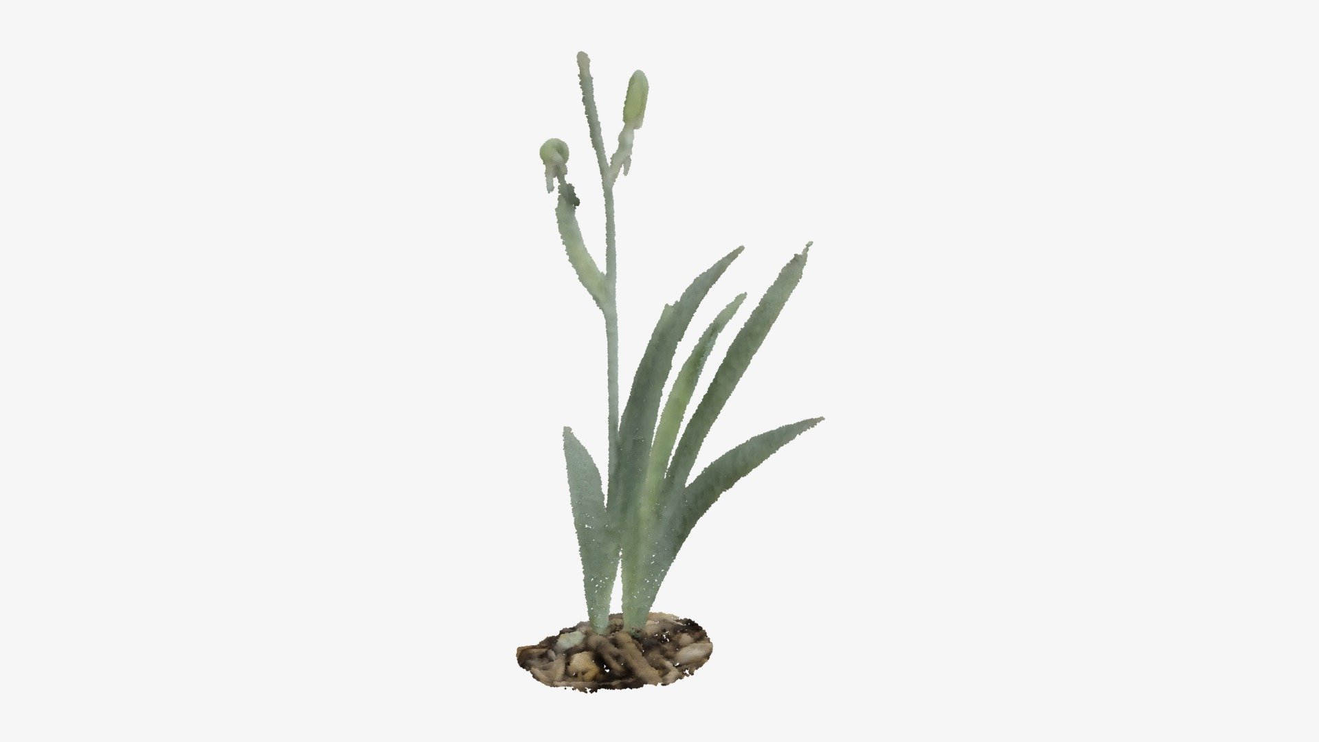 Iris germanica V - Download Free 3D model by Brendan Harmon (@baharmon ...