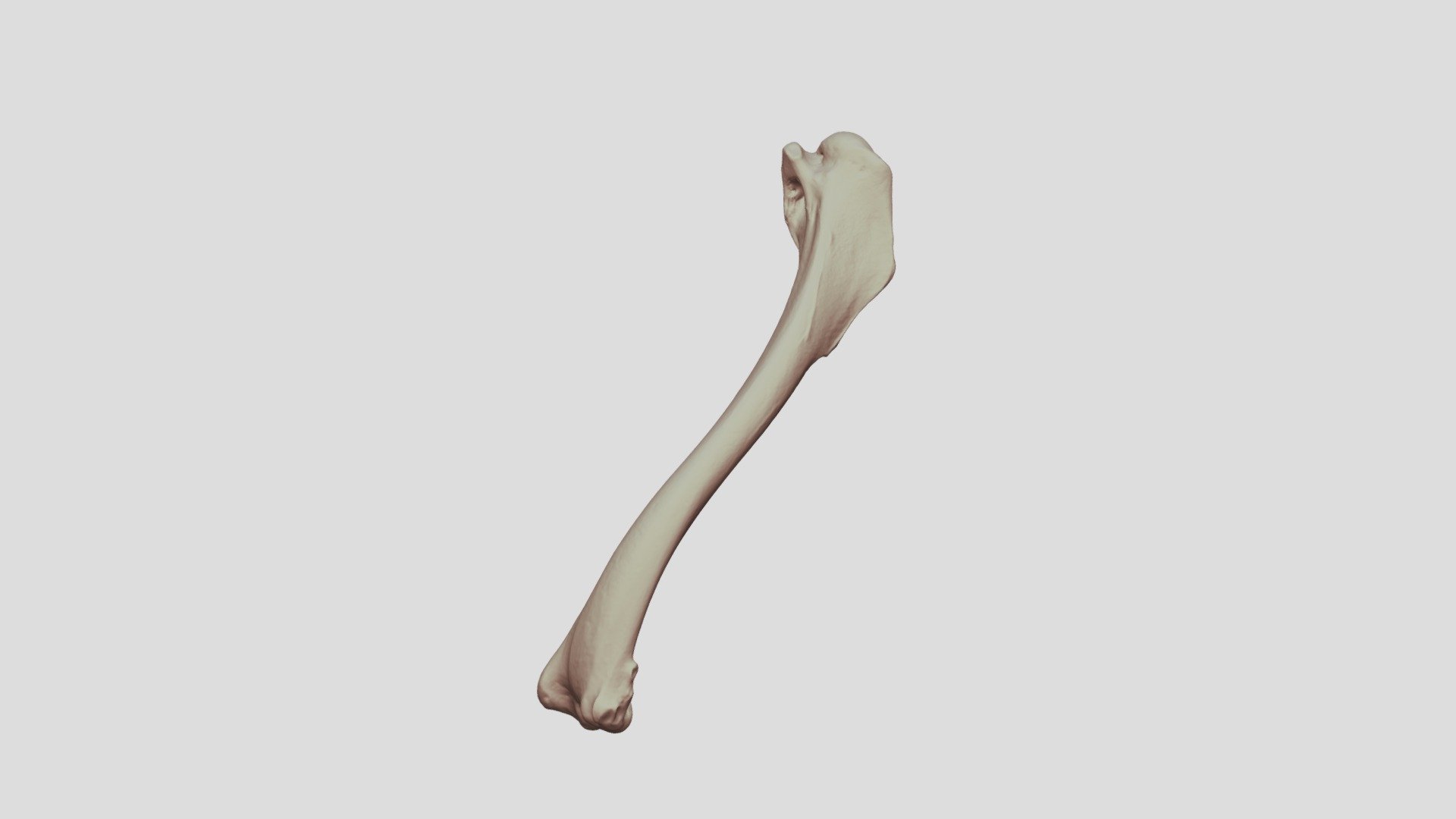 Maliyan Bone (wedge-tailed eagle) - Download Free 3D model by dmaf.lab [6e8e4d6] - Sketchfab