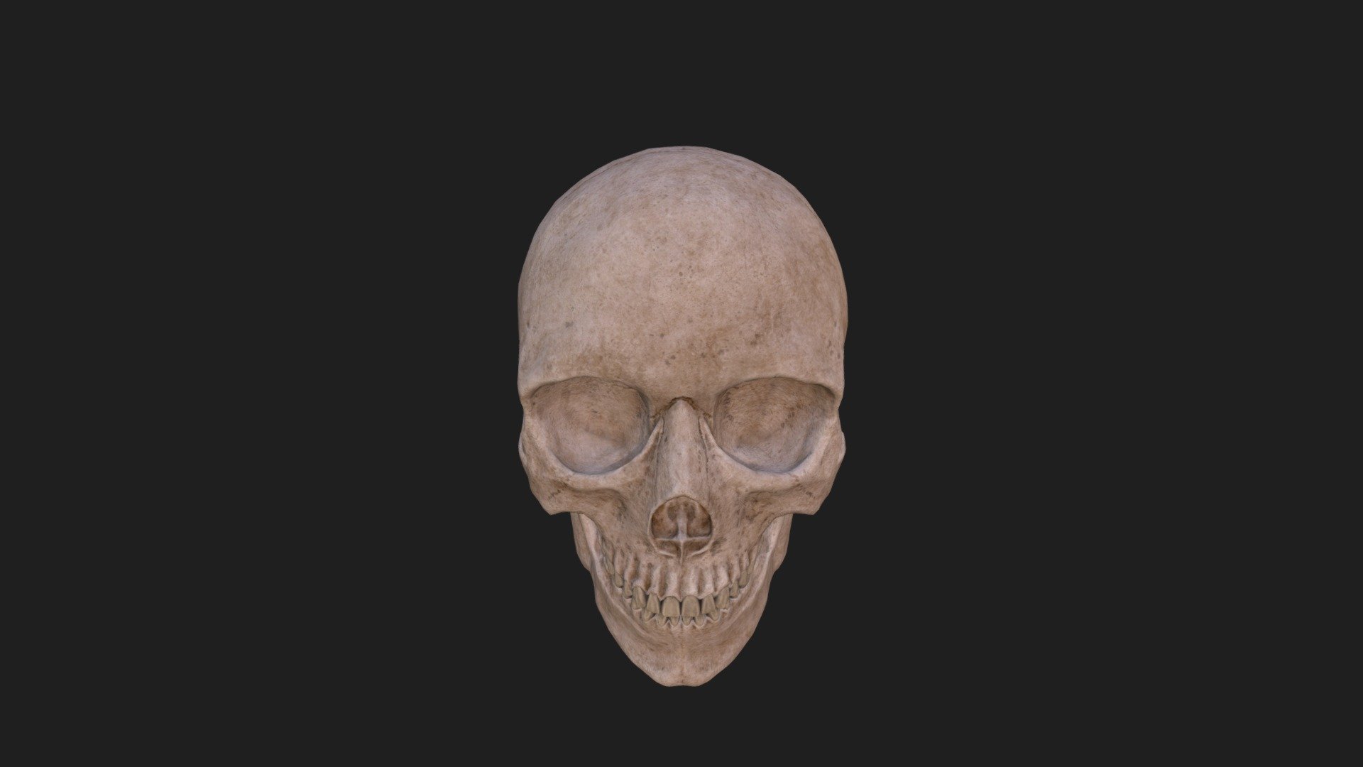 Skull - 3D model by r2 [6e92284] - Sketchfab