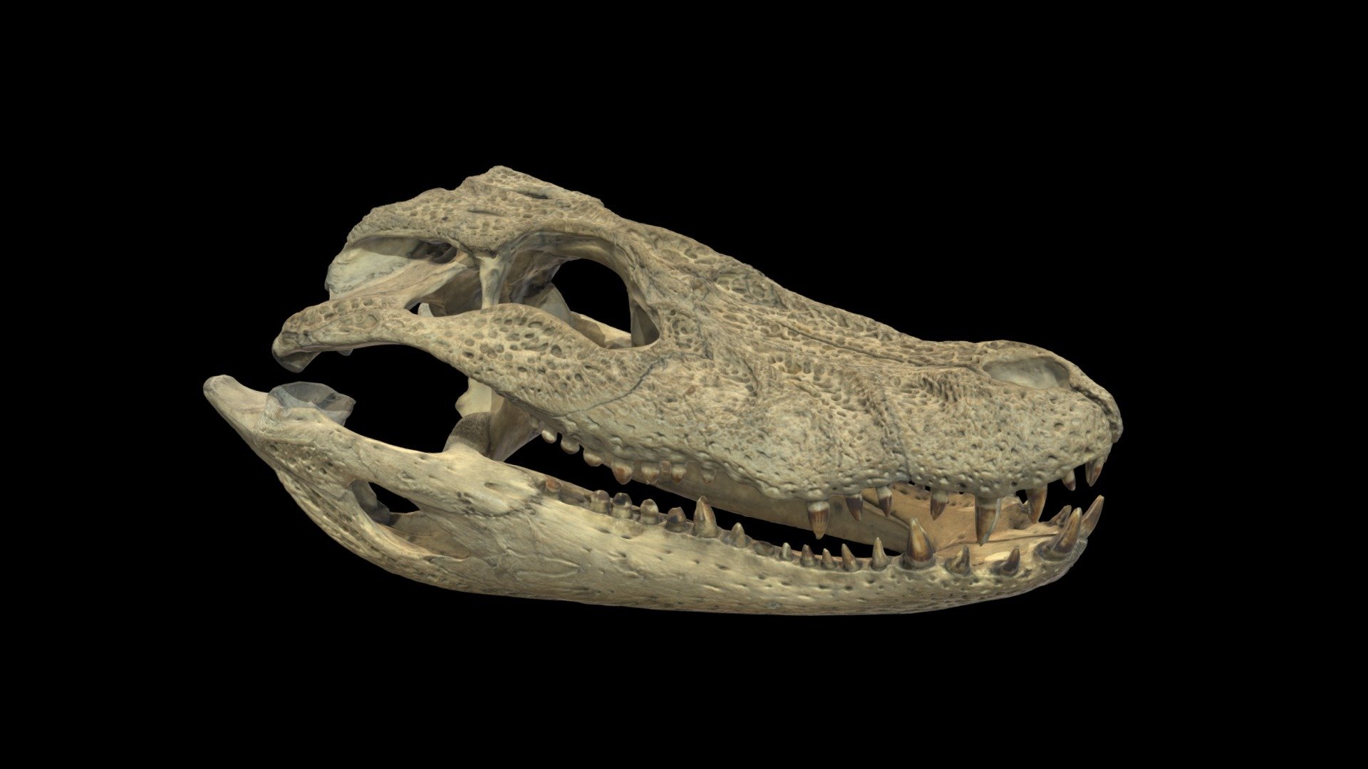 Black Caiman Skull - 3D model by Blackburn Lab (@ufherps) [6e93649 ...