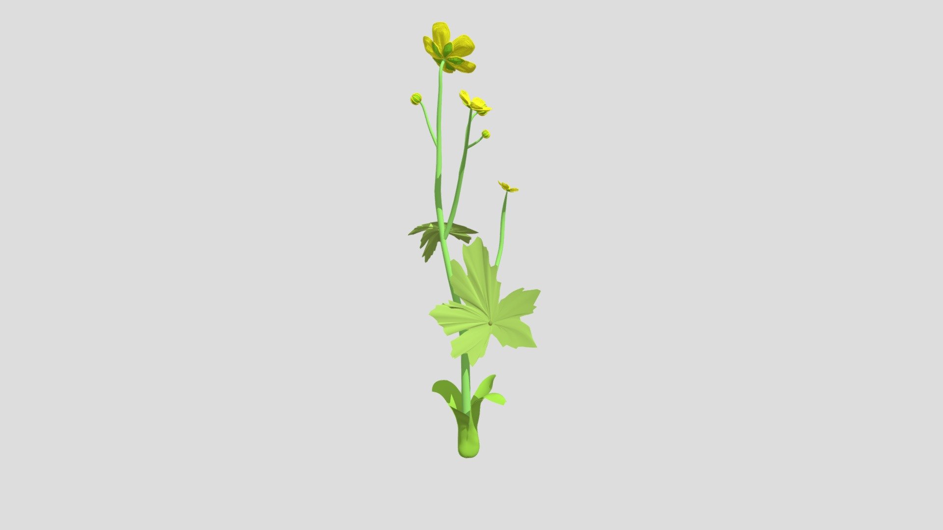 meadow buttercup - Download Free 3D model by Skuft [6e95ef8] - Sketchfab