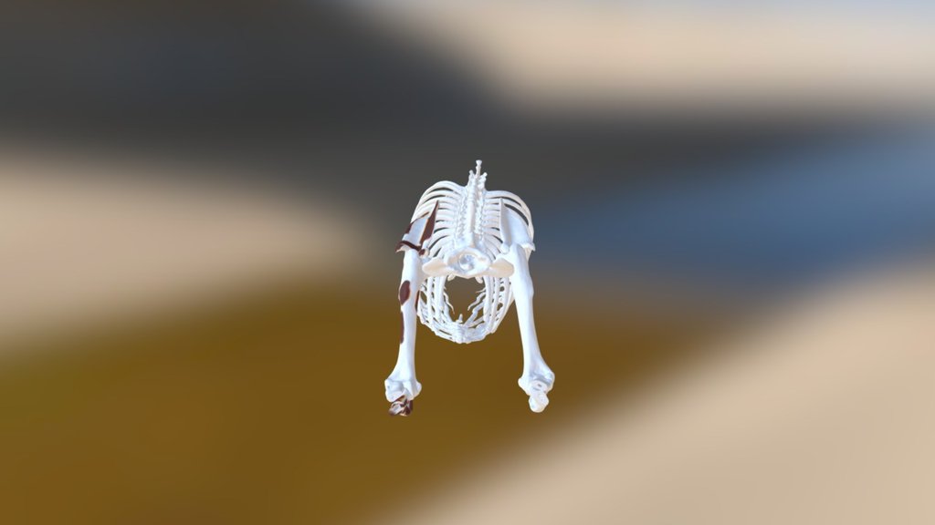 Canine Shoulder Lateral Muscle Groups - 3D model by sonea [6ea029d ...