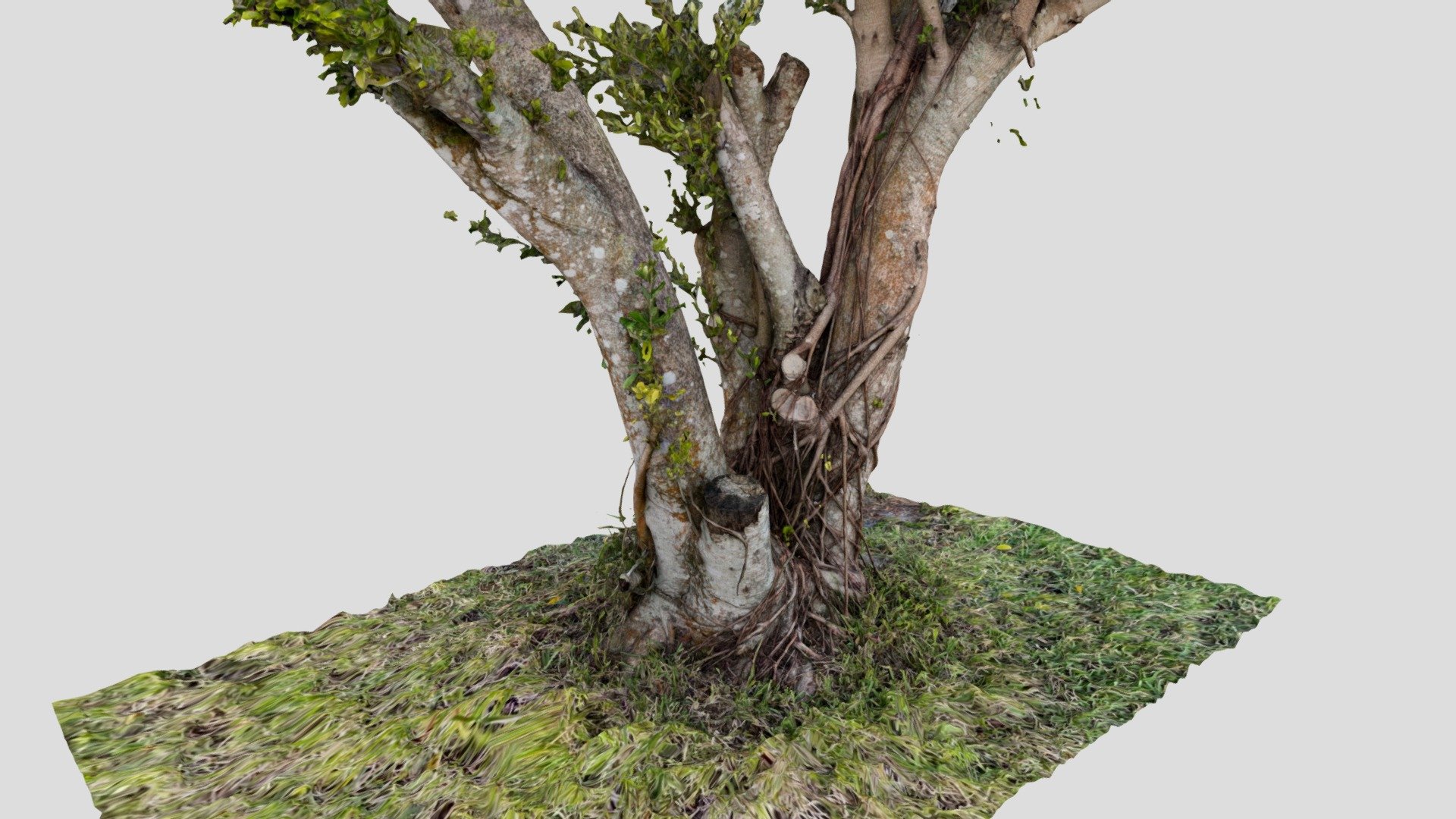Old tree roots - Download Free 3D model by tastemystyle [6ea3341 ...