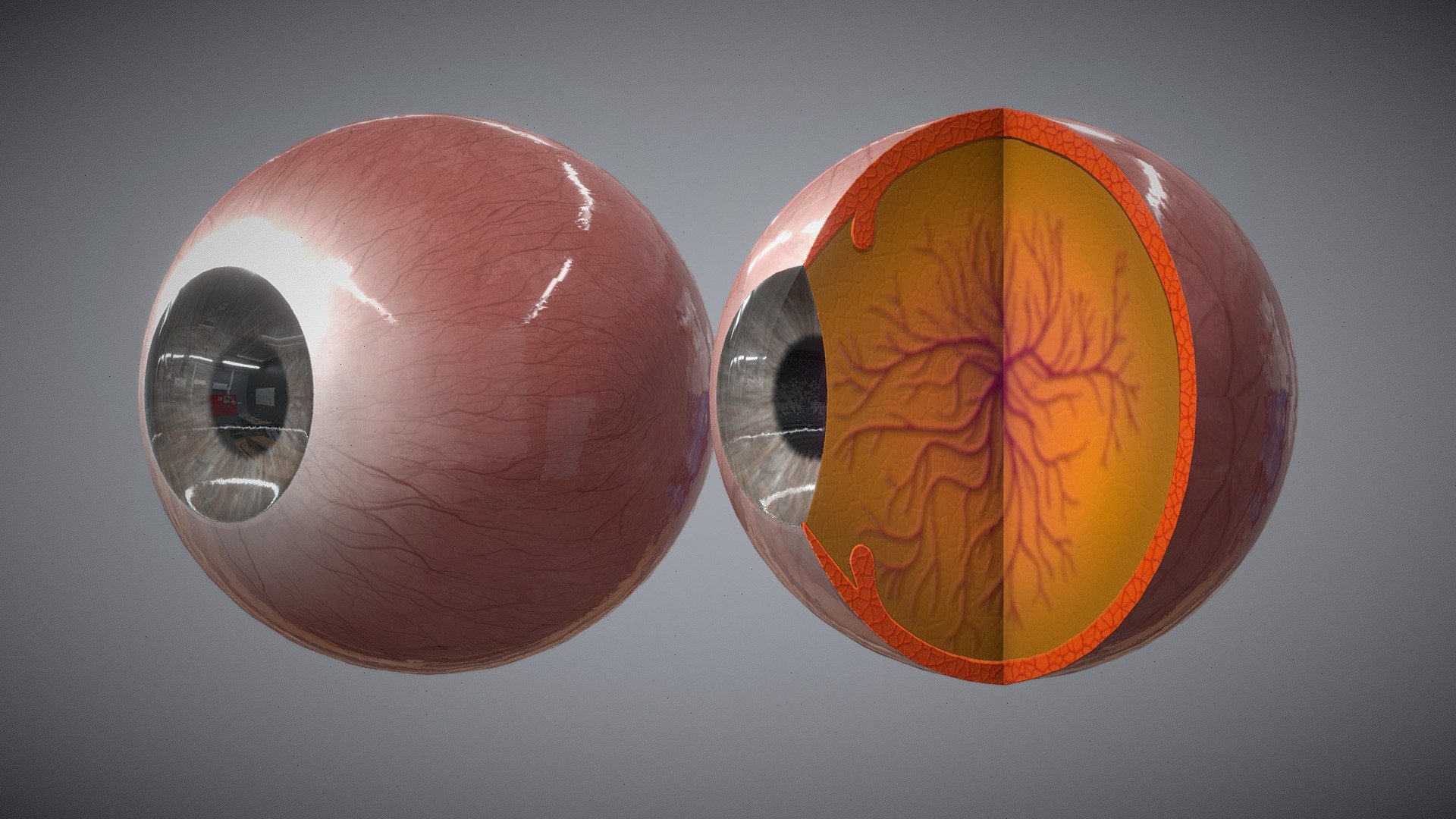 Eyeball Section - 3D model by arloopa [6eaabf3] - Sketchfab
