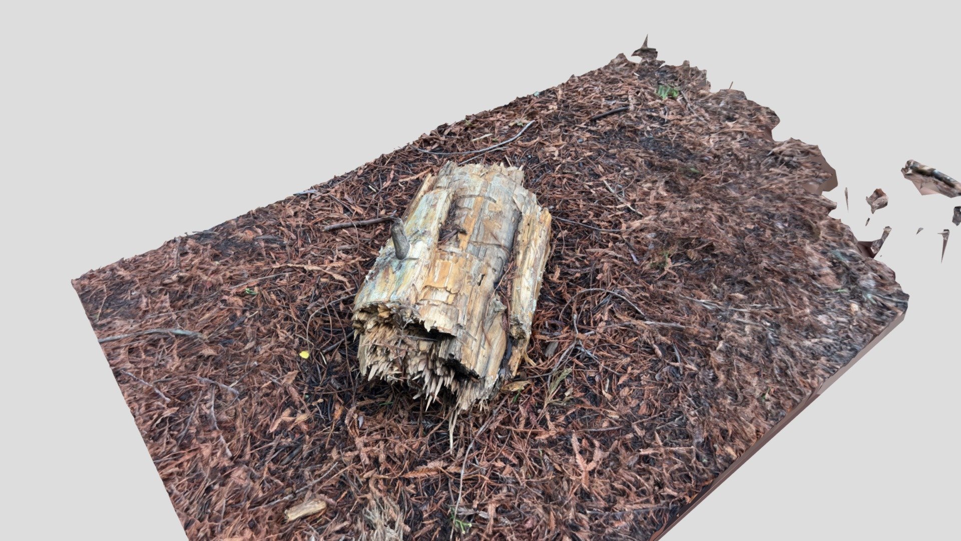 Rotted log on forest floor - Download Free 3D model by mitchfab ...