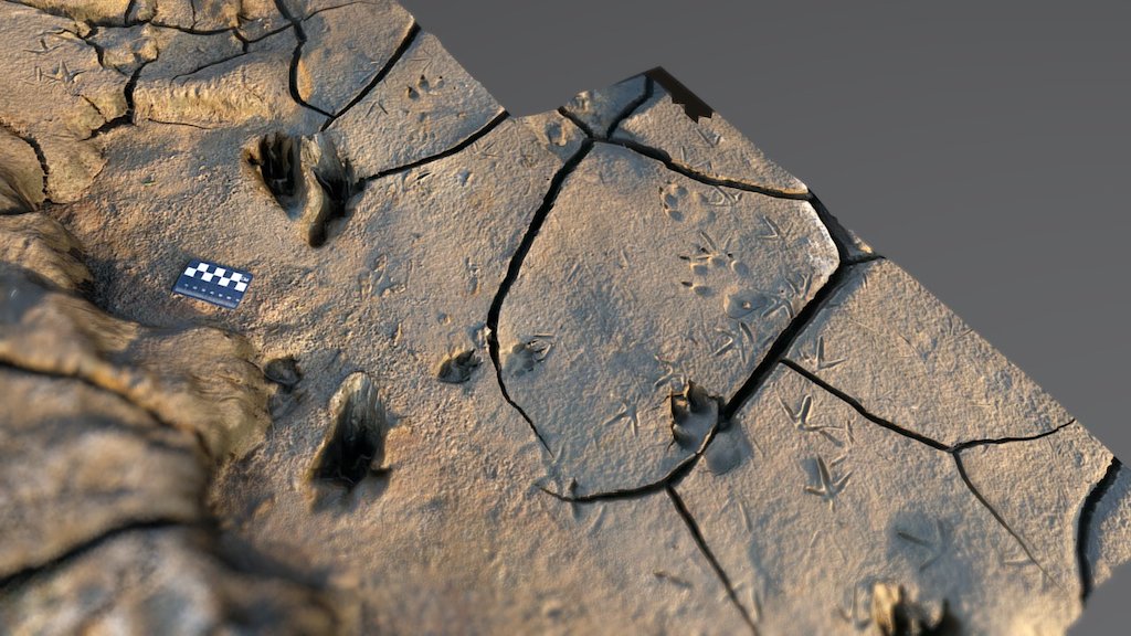 Dog and bird tracks various sizes and depths - Download Free 3D model ...