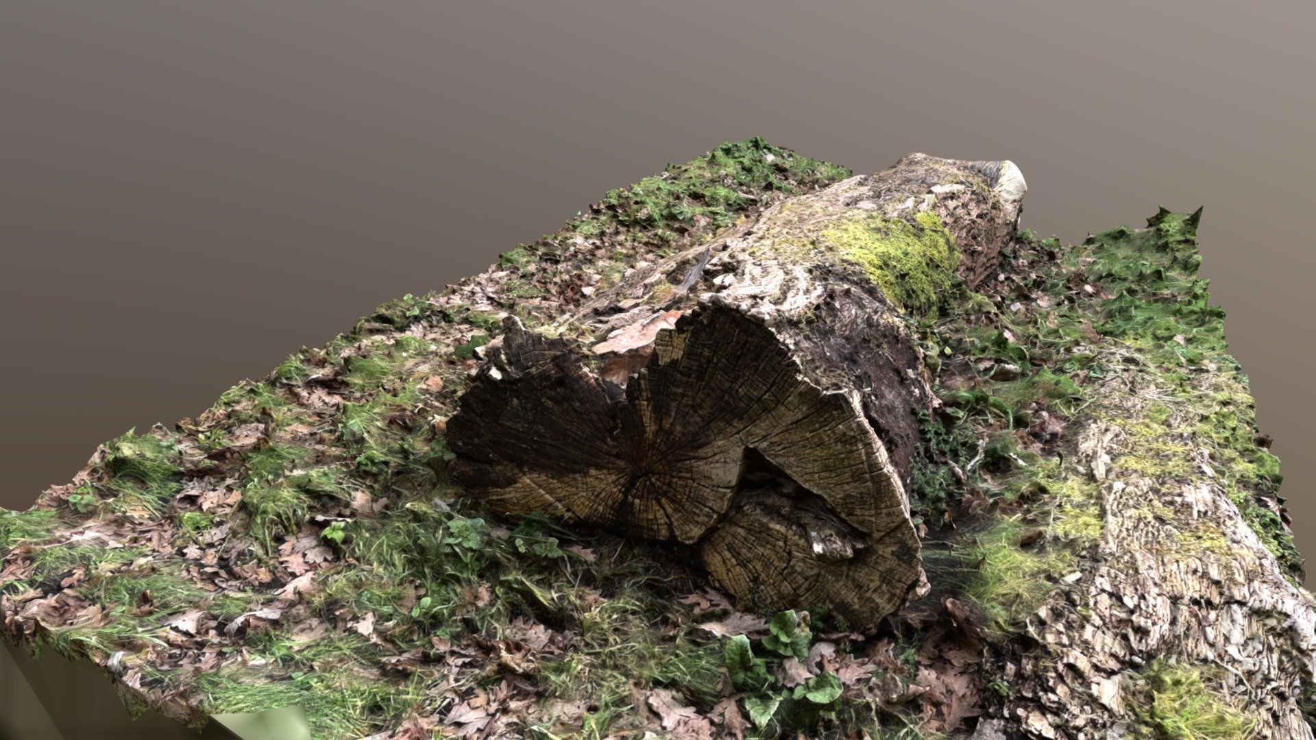 Tree trunk - Download Free 3D model by CrowsEpicScans [6eb26c9] - Sketchfab