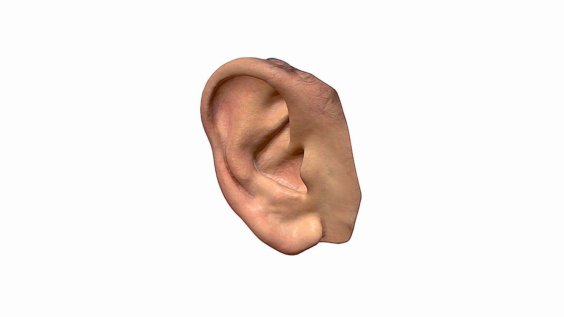 Scan Ohr / Ear - 3D model by Scanmotion [6ebab45] - Sketchfab