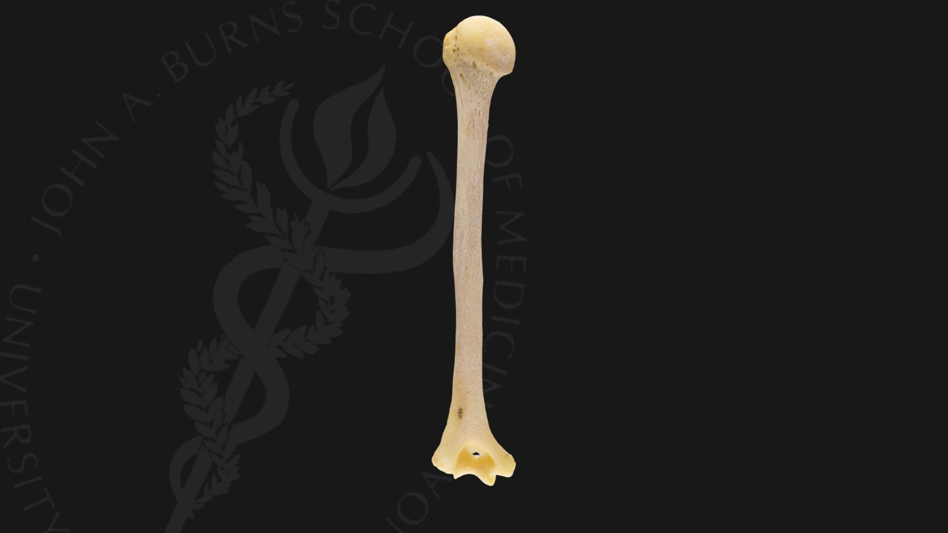 1086_humerus - 3D model by John A Burns School of Medicine (@jabsom ...