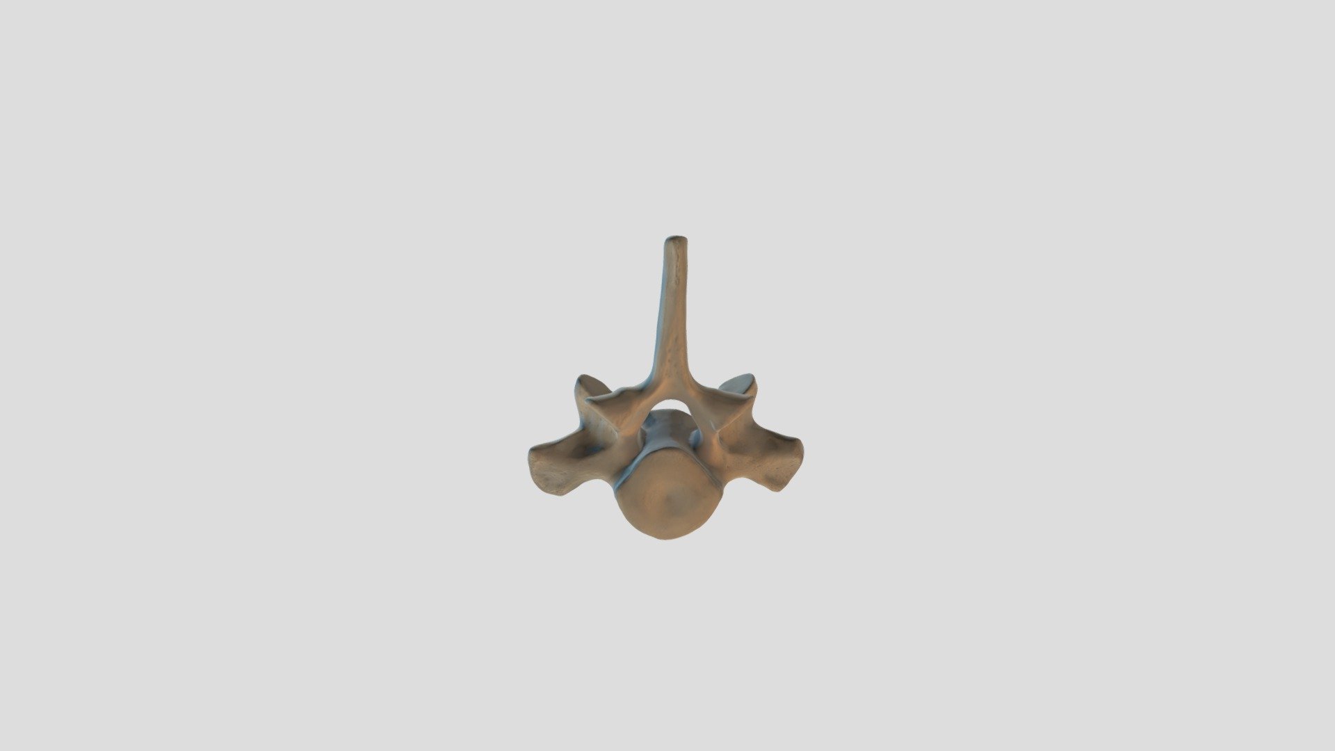 Bone - 3D model by carlos_gpv (@carlos_10944243) [6ec6834] - Sketchfab