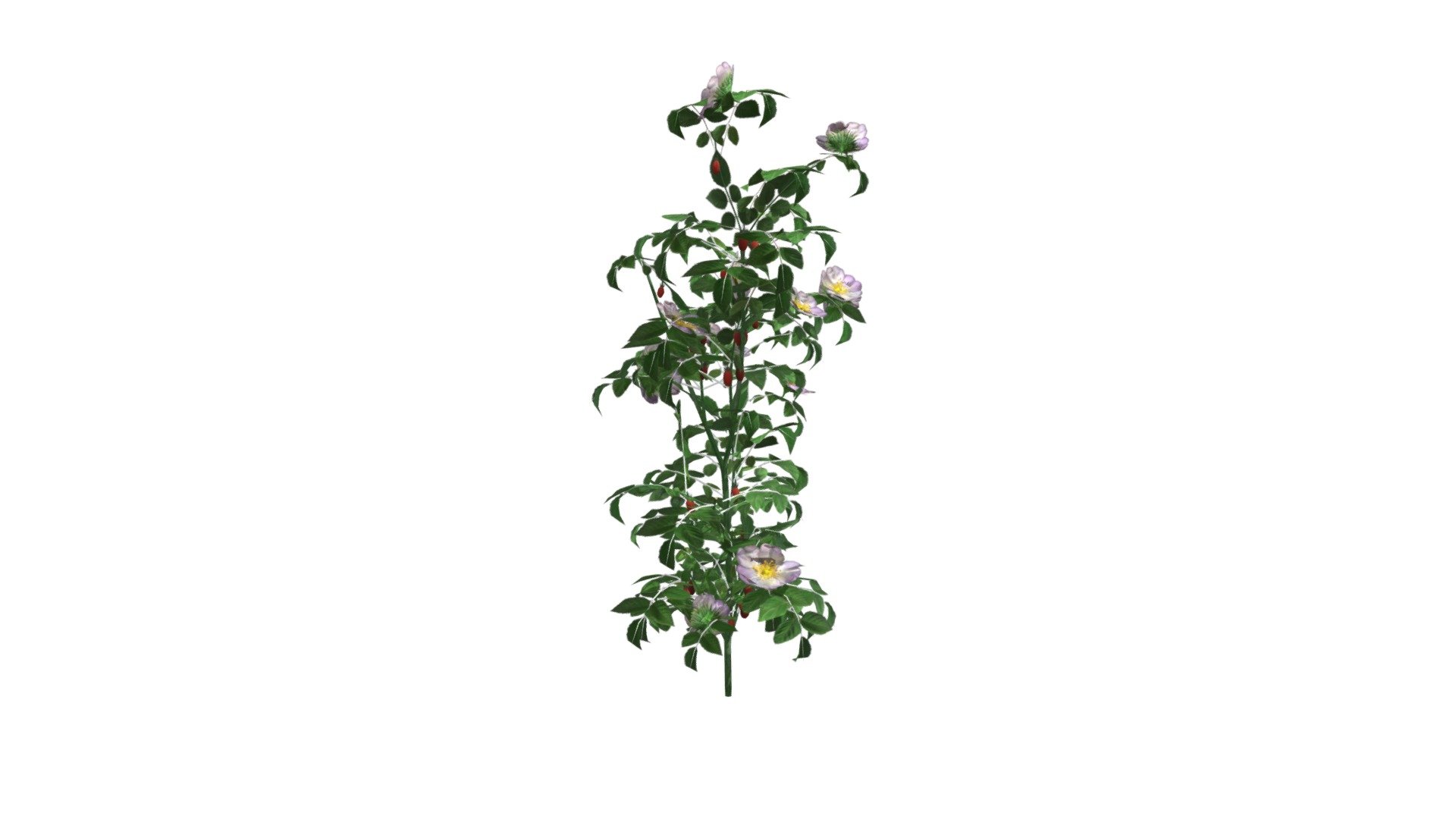 Dog Rose Flower #08 - Buy Royalty Free 3D model by meshshape [6ec916b ...