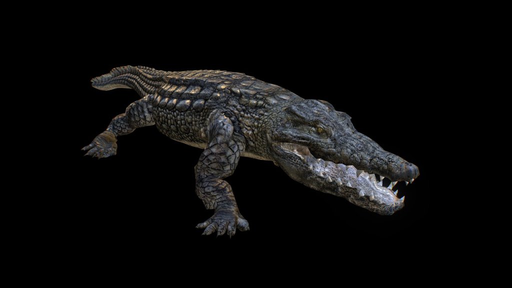 Croco Anim - 3D model by Kriss [6eca721] - Sketchfab