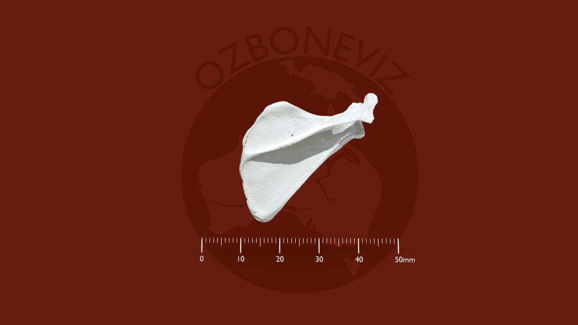 Rothschild's woolly rat scapula - 3D model by Ozboneviz [6ecb95b ...